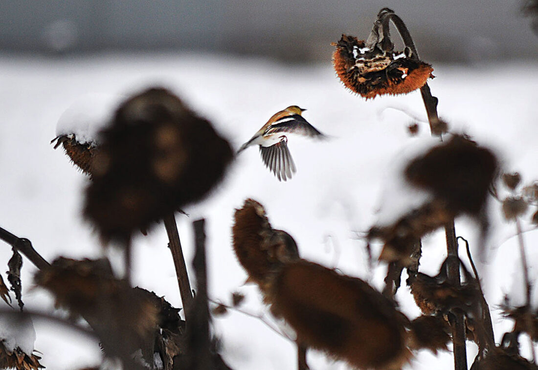 Picture This: Take Your Peck | News, Sports, Jobs - News and Sentinel